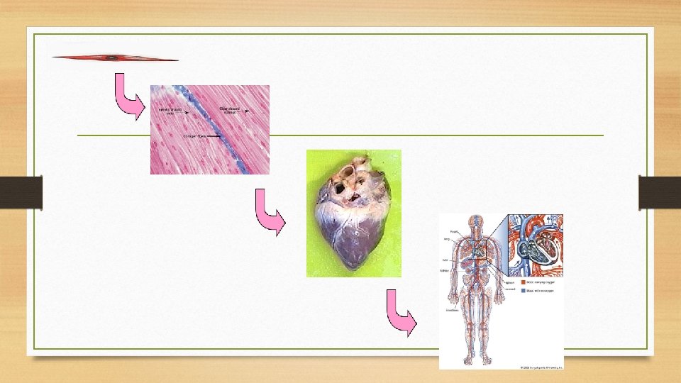Characteristics of Life What characteristics must something have