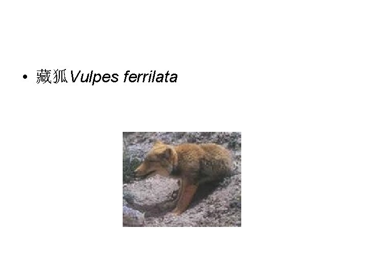 Carnivora Bowdich 1821 Arctoidea Canidae Ursidae Ailuropodidae Procyonidae