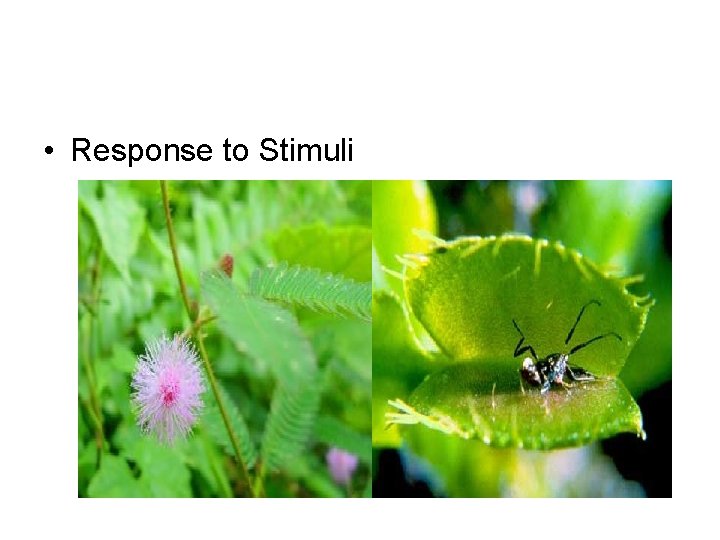 biology 1 The science that studies living organisms