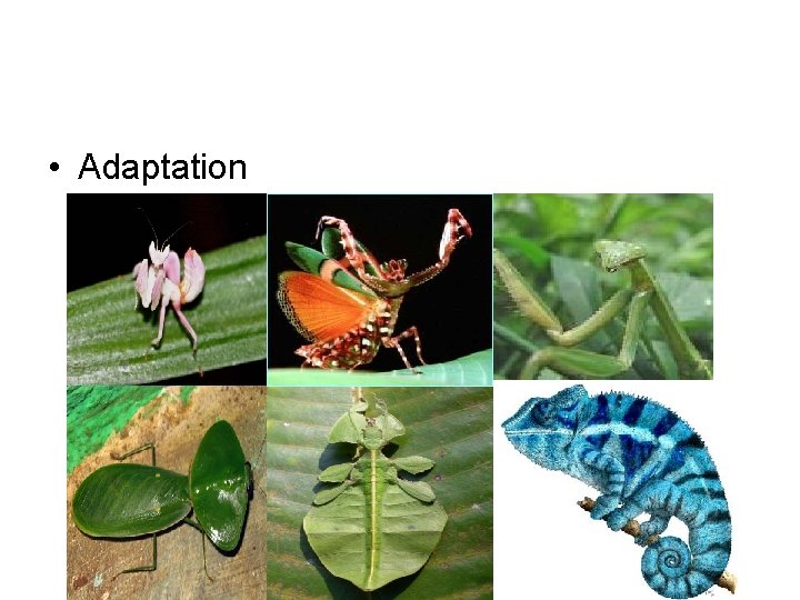 biology 1 The science that studies living organisms