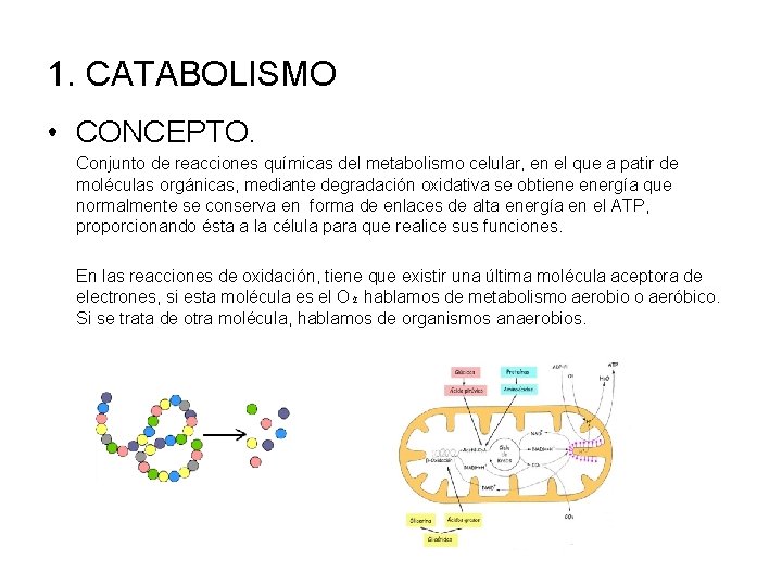 TEMA 12 CATABOLISMO 1 CATABOLISMO CONCEPTO Conjunto de