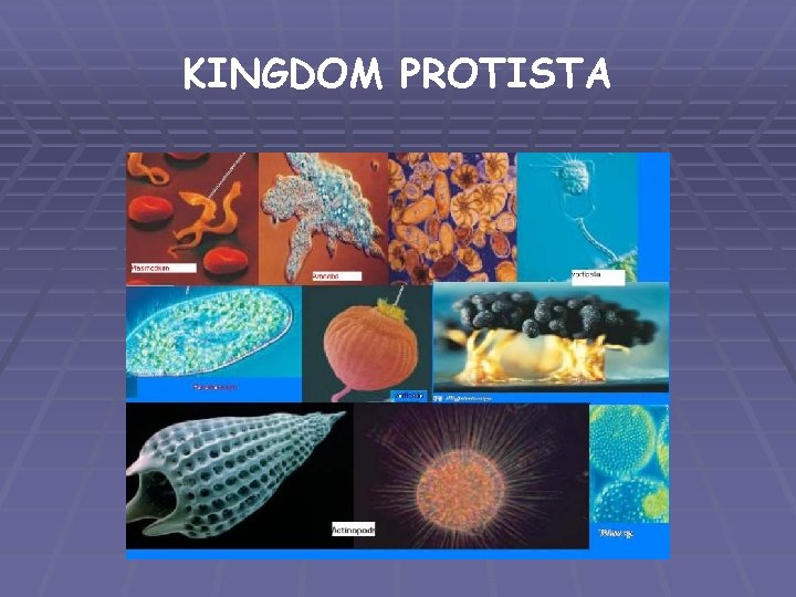KINGDOM PROTISTA First appeared 1 5 billion years
