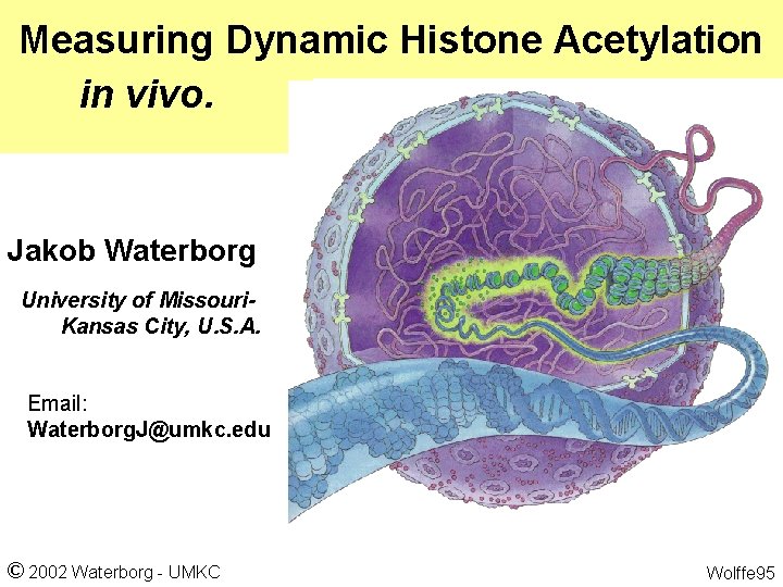 Measuring Dynamic Histone Acetylation in vivo Jakob Waterborg