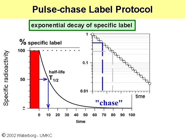 Measuring Dynamic Histone Acetylation in vivo Jakob Waterborg