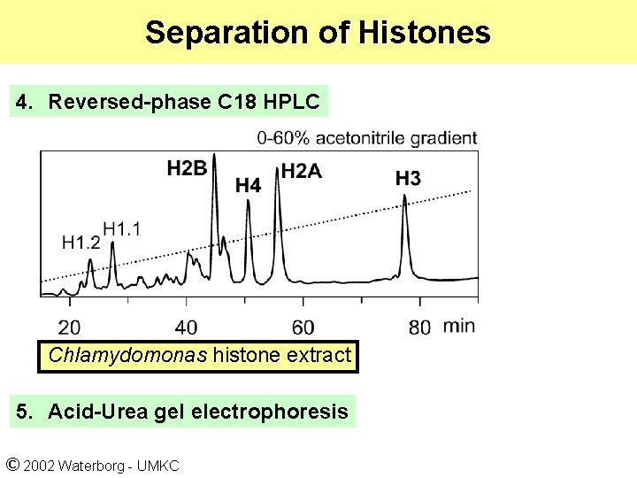 Measuring Dynamic Histone Acetylation in vivo Jakob Waterborg