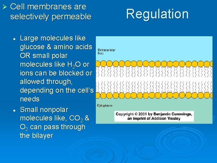 Biological Membranes Unit 2 Cell Membrane AKA Plasma