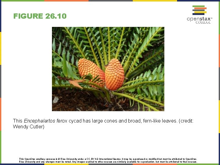 BIOLOGY Chapter 26 SEED PLANTS Power Point Image