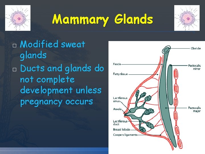 The Reproductive System Male and Female Reproductive Systems