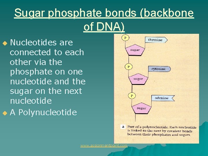 Structure of Nucleotide www assignmentpoint com Structure of