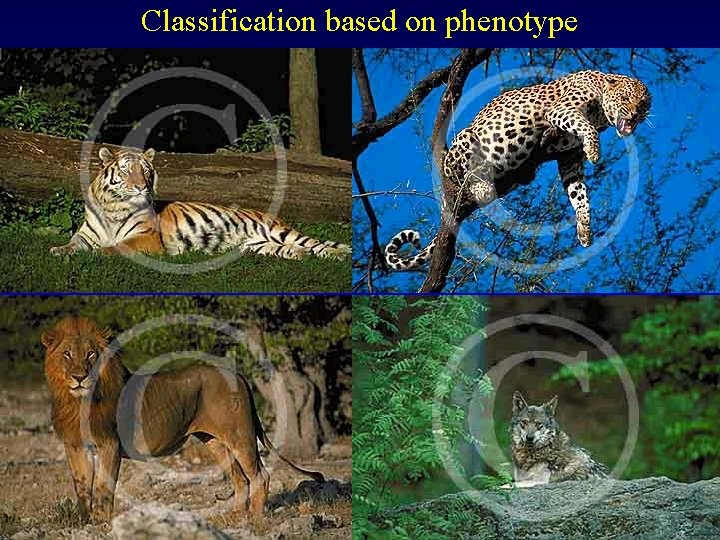 Evolution classification and identification of bacteria Early life