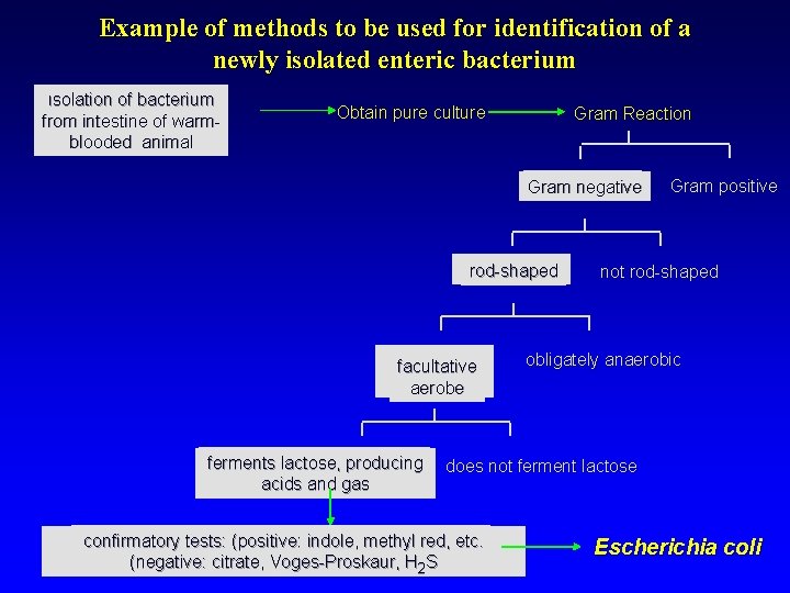 Evolution classification and identification of bacteria Early life
