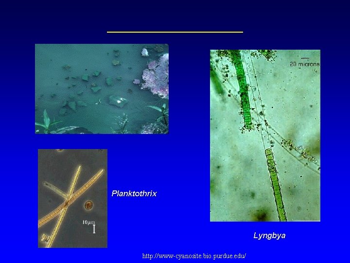 Evolution classification and identification of bacteria Early life
