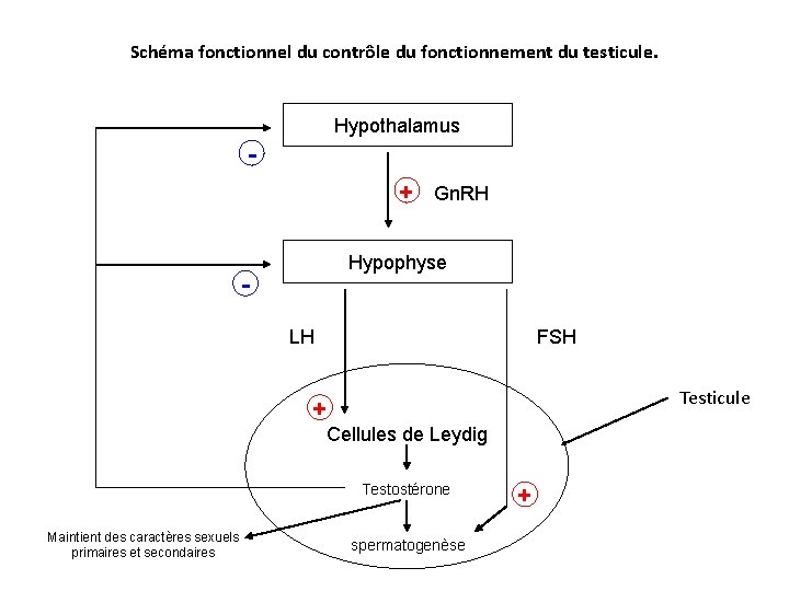 Schma fonctionnel du contrle du fonctionnement du testicule