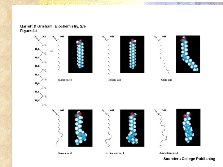 Clases de Lpidos Todos lpidos biolgicos son amfipticos