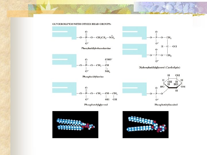 Clases de Lpidos Todos lpidos biolgicos son amfipticos