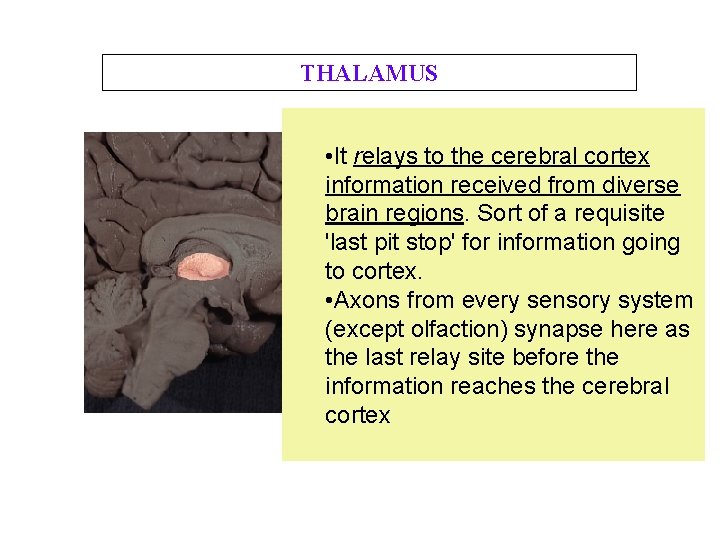 Phrenology Ways we Study the Brain Accidents Lesions