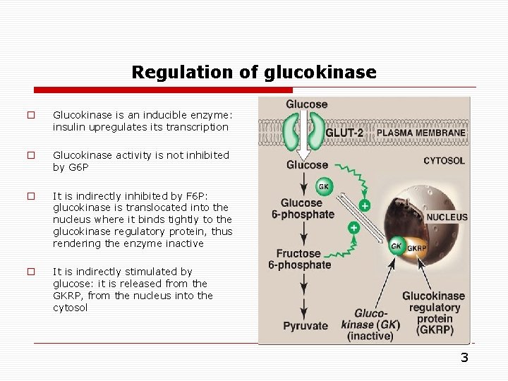 1 Availability of substrate 2 Concentration of enzymes
