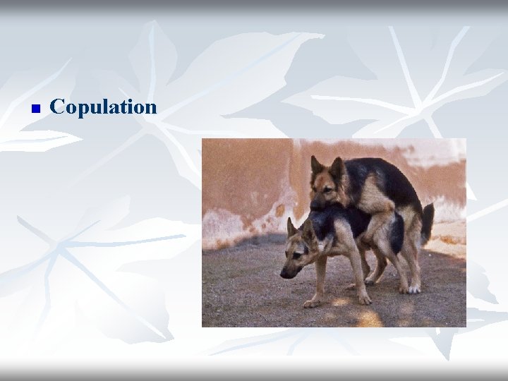 Behavioral patterns in dogs 1 ingestive behaviour Afeeding