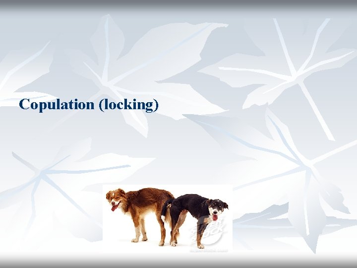 Behavioral patterns in dogs 1 ingestive behaviour Afeeding