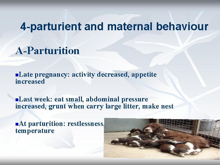 Behavioral patterns in dogs 1 ingestive behaviour Afeeding