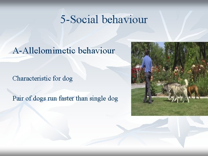 Behavioral patterns in dogs 1 ingestive behaviour Afeeding
