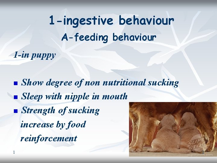 Behavioral patterns in dogs 1 ingestive behaviour Afeeding