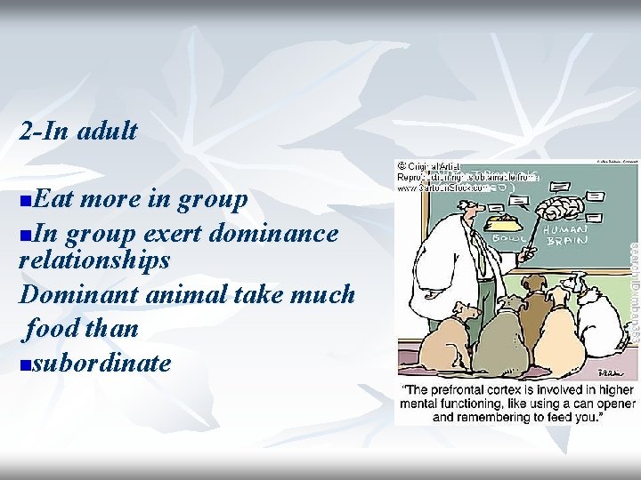 Behavioral patterns in dogs 1 ingestive behaviour Afeeding