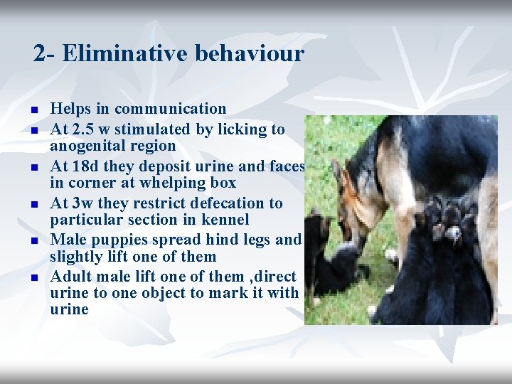 Behavioral patterns in dogs 1 ingestive behaviour Afeeding