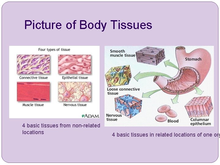 Human Body Systems Chapter 35 1 Organization of