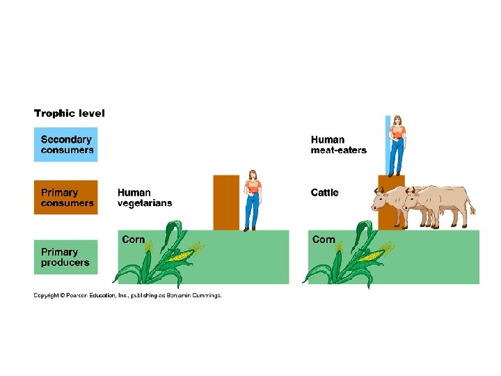 Ecological Pyramids graphs which illustrate the trophic levels