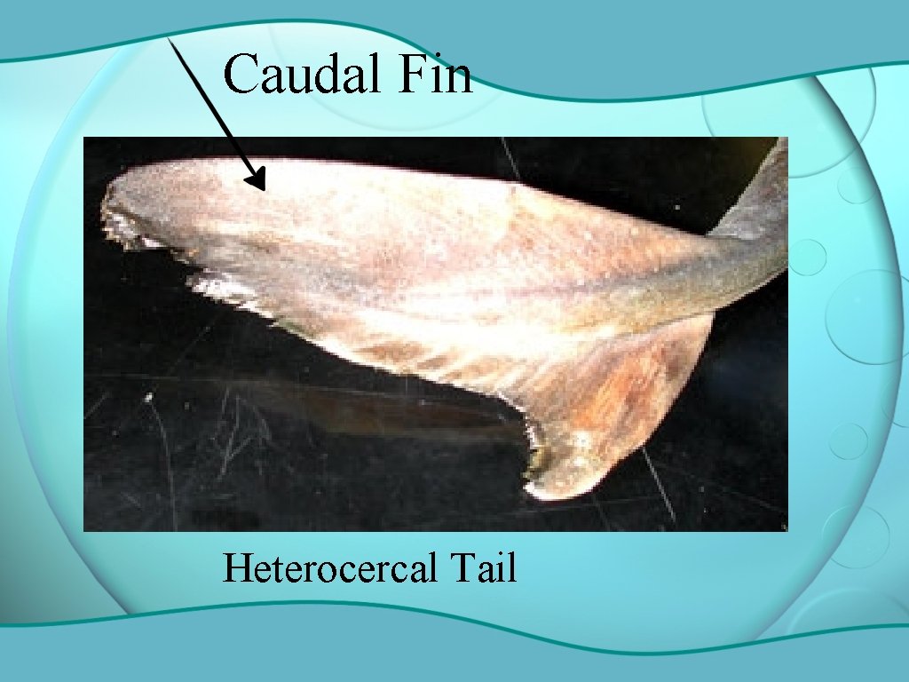 Kingdom Animalia Phylum Chordata Class Chondrichthyes Subclass ...