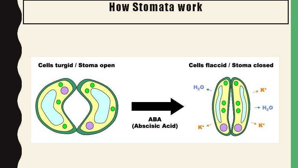 PLANT BIOLOGY TOPIC 9 Transport in the xylem