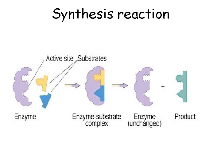 Do not appreciate the awesomeness of enzymes B