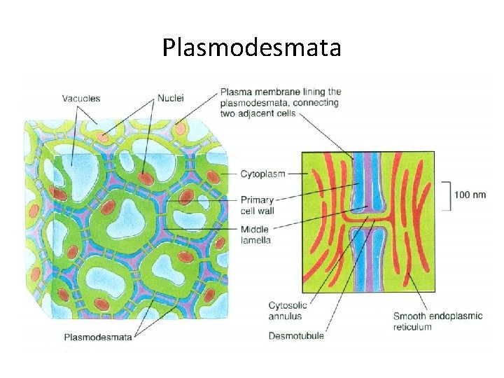 Tight Junction between two type I pneumocytes Tight