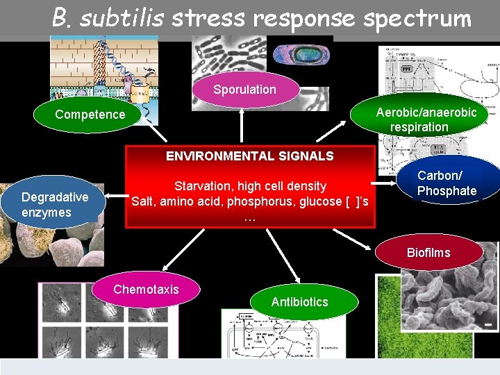 Bacterial memory in search of a conceptual framework