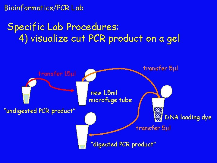 BioinformaticsPCR Lab How does having a certain genetic