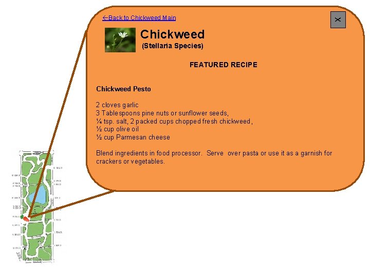 WILD FOOD Wildman Steve Brill A Central Park