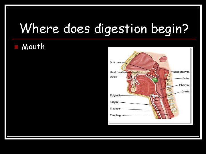 Digestive System http www mediaspin combodysystemsdigestmenu html What