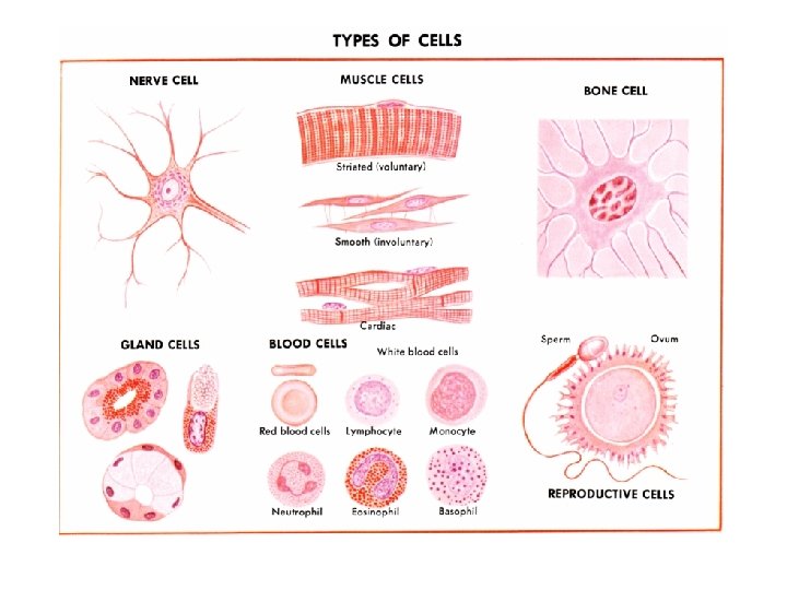 Warm Up 1 Have HOMEOSTASIS and cells reading
