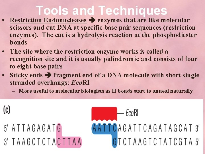 Molecular Genetics Biotechnology Chapter 6 Tools and Techniques