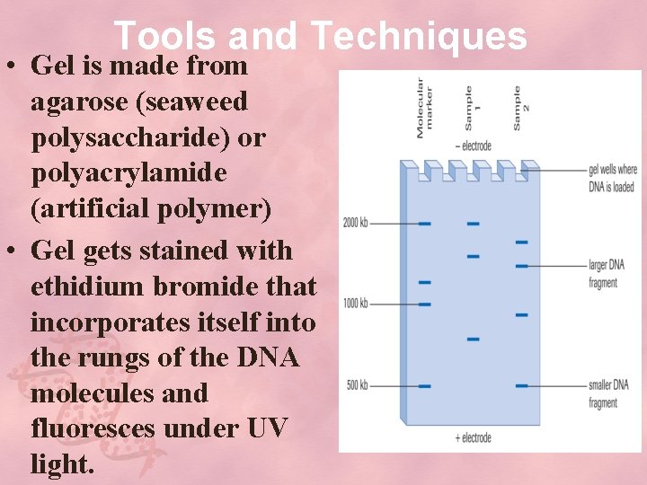 Molecular Genetics Biotechnology Chapter 6 Tools and Techniques