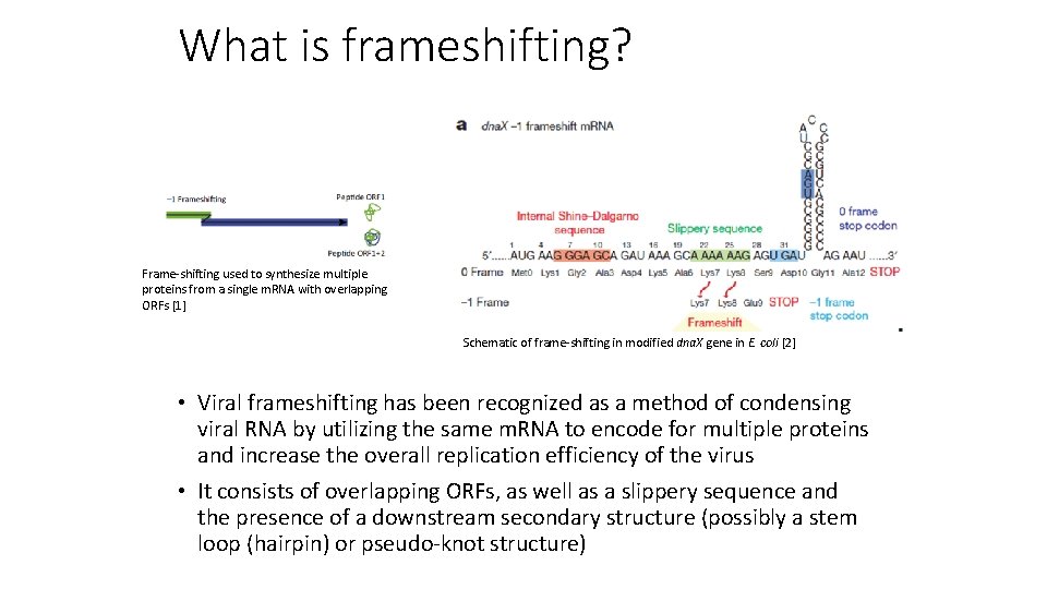 What is frameshifting Frameshifting used to synthesize multiple