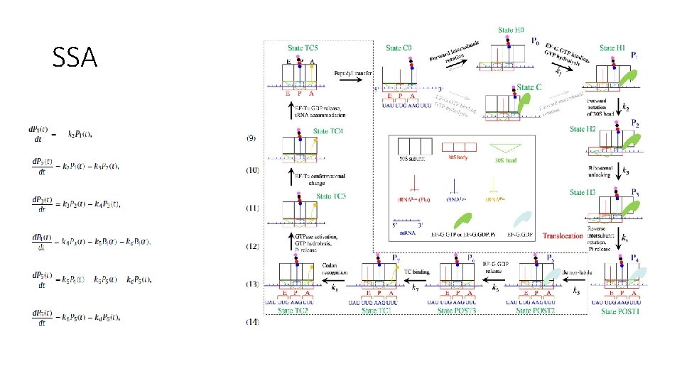 What is frameshifting Frameshifting used to synthesize multiple