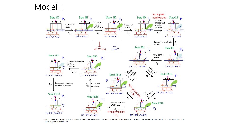 What is frameshifting Frameshifting used to synthesize multiple