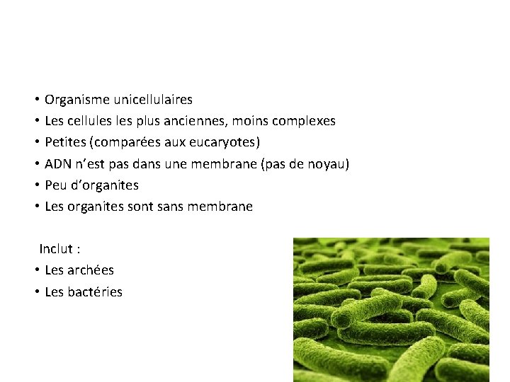 Les cellules 1665 la premire observation des cellules