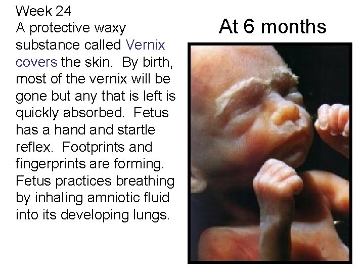 Embryology In Pictures With illustrations Years ago while