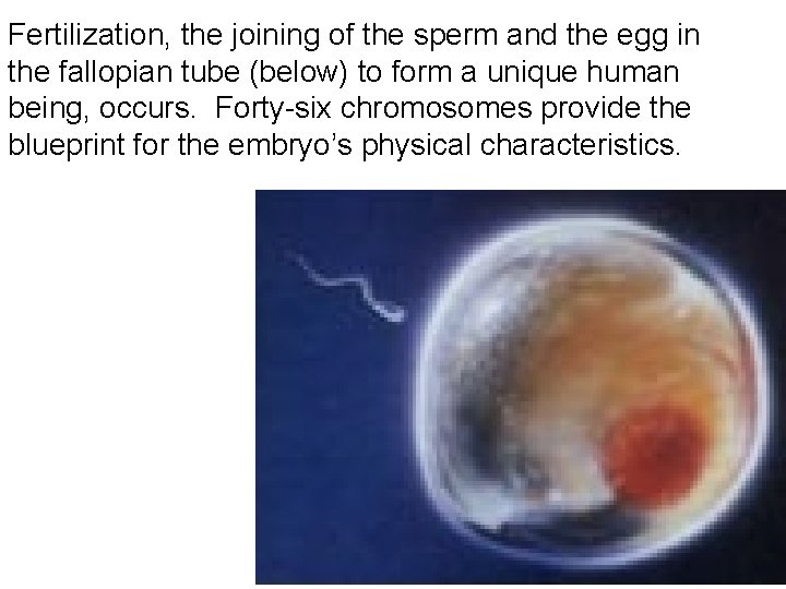 Embryology In Pictures With illustrations Years ago while