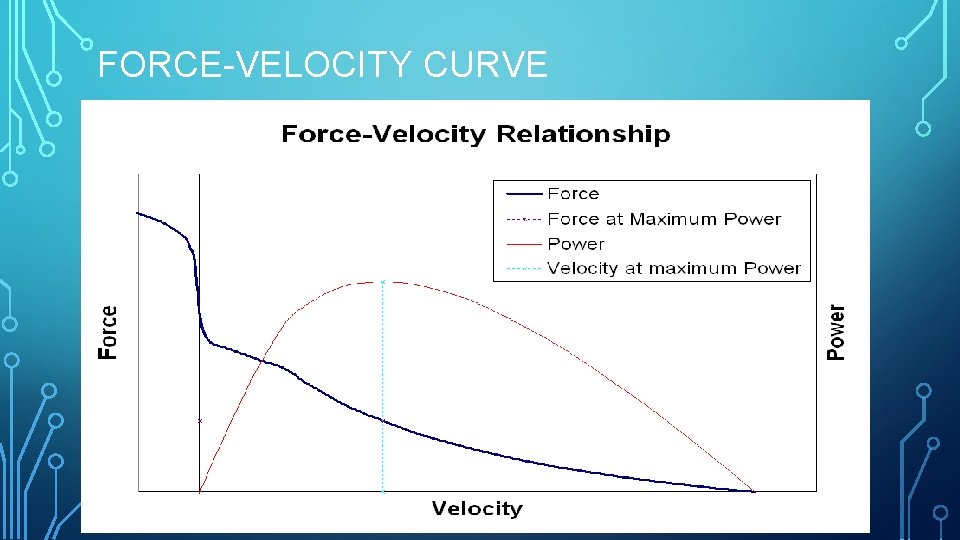BIOMECHANICS OF SKELETAL MUSCLE KINE 458 BIOMECHANICS TERMS