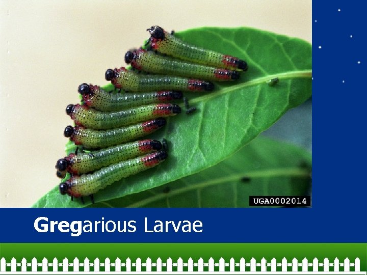 Caesars English II Turbolearning Lesson 7 Statue of