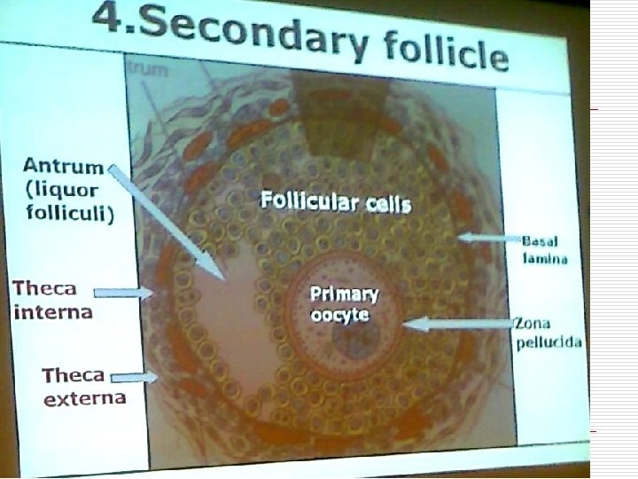 Female Reproductive System Originally given by Dr M